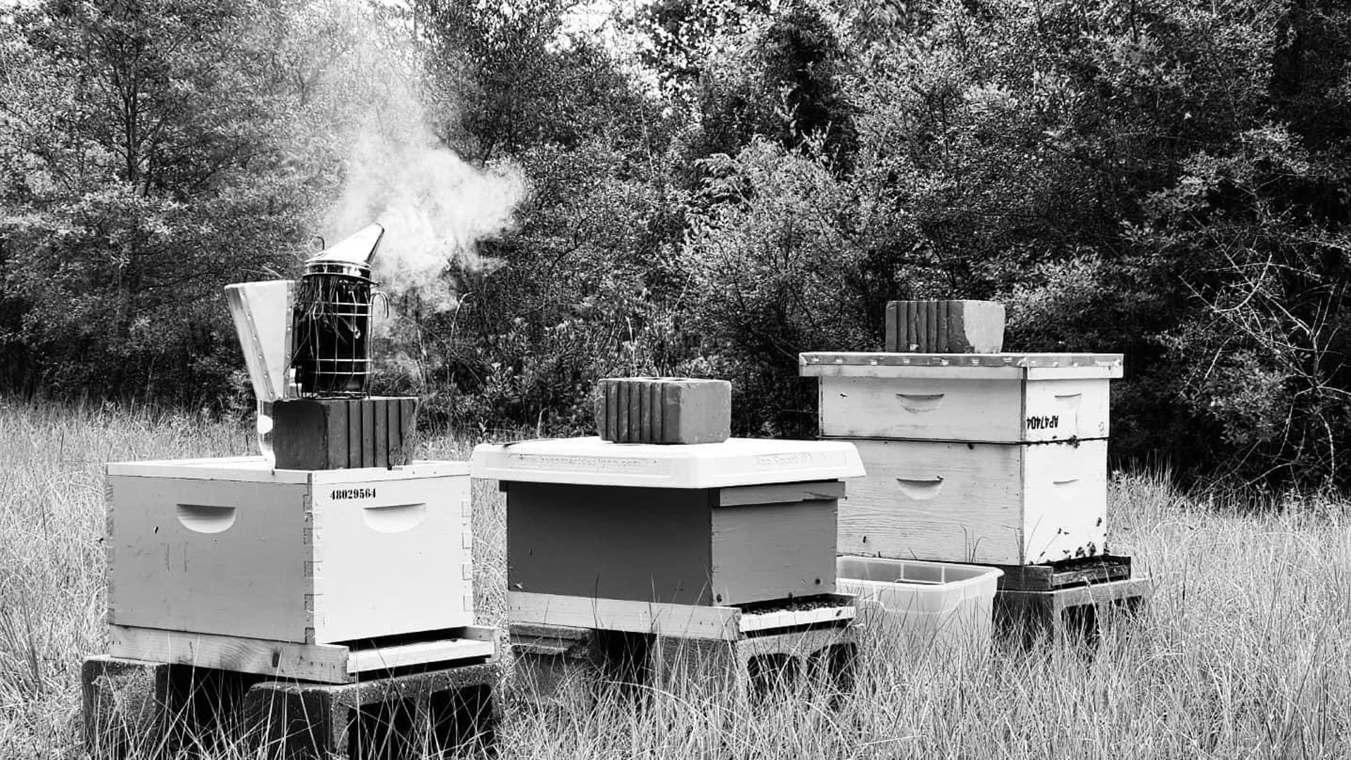 Florida Bee Hive Services | Management, Consultation & Education